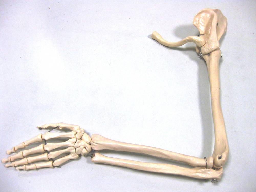 Skelet Arm